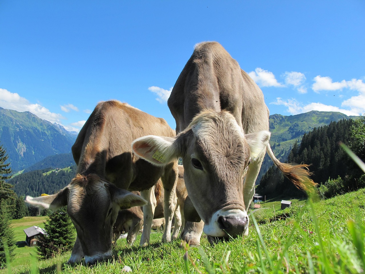 Comment le pâturage extensif protège biodiversité et écosystèmes | La ...